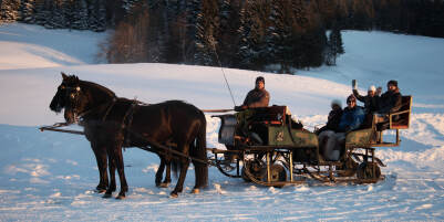 Horse Drawn Sleigh Ride in Styria | Panorama Tours