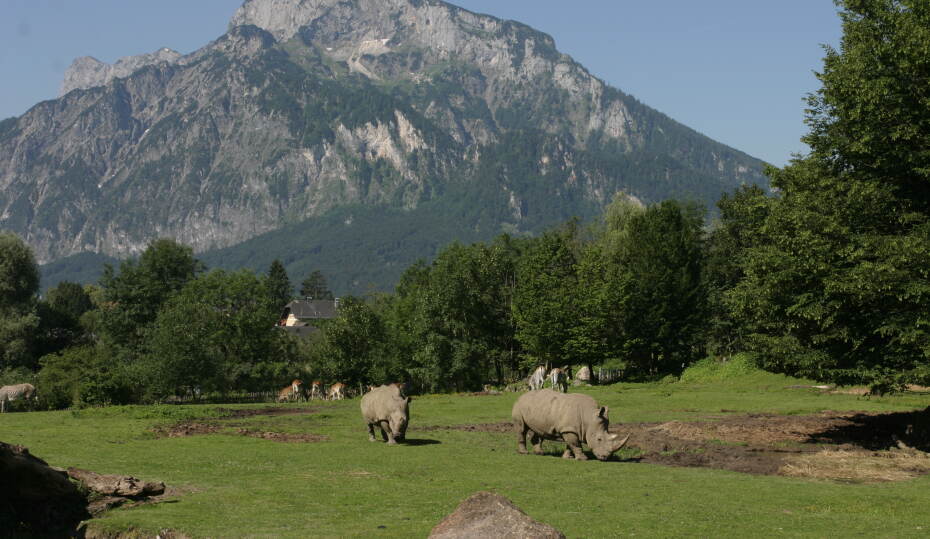 Zoo Salzburg - Erlebnis für die Familie im Tiergarten Hellbrunn
